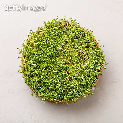 Fresh Alfalfa Microgreens in ceramic sprouter on concrete background ...