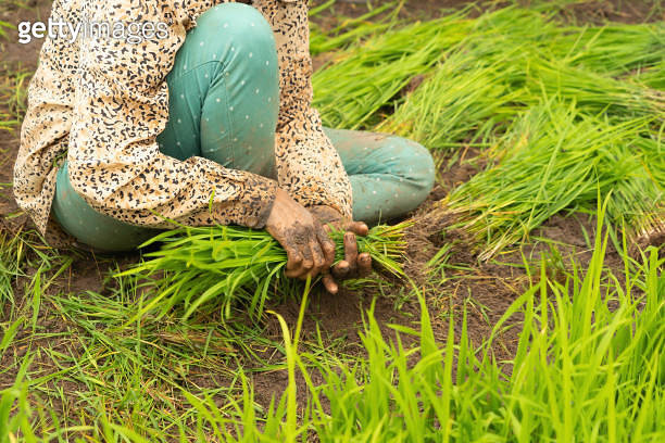 A farmer collecting rice plants in green paddy field, rice bale ...