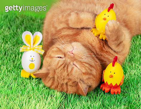 A funny ginger cat sleeping on the back on artificial turf with colored ...