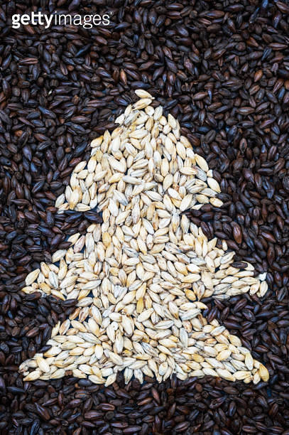 Various malted grain, flat lay shape Christmas tree. Craft brewing ...