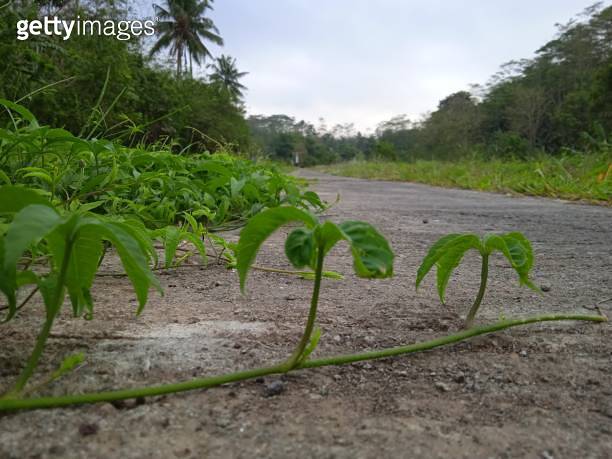 Grass that grows vines on the cement-cast road 이미지 (1346001814) - 게티이미지뱅크