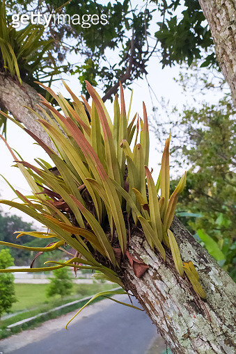 Parasite plants that live on mango tree trunks (1329057270) - 게티이미지뱅크