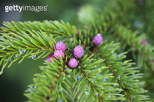 Fir tree branches with a young soft cones in April. Seasonal nature ...