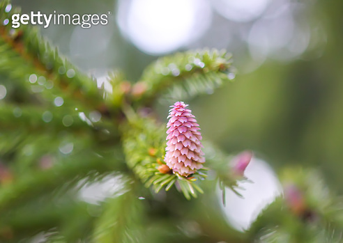 Fir tree branches with a young soft cones in April. Seasonal nature ...