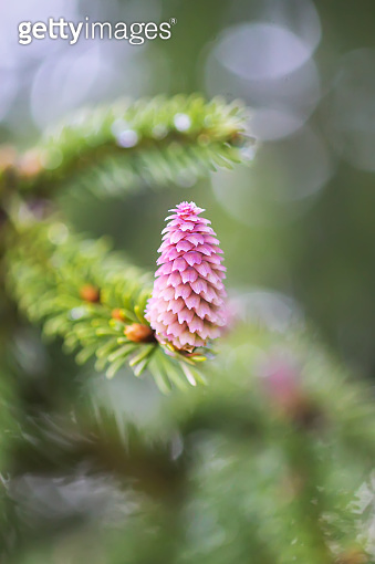 Fir tree branches with a young soft cones in April. Seasonal nature ...