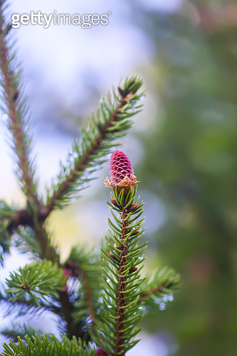 Fir tree branches with a young soft cones in April. Seasonal nature ...