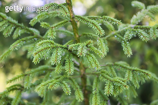 Fir tree branches with a young soft cones in April. Seasonal nature ...