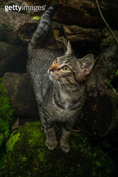 Gray black cat on a fallen tree 이미지 (1358302047) - 게티이미지뱅크