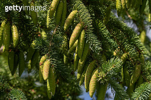 The white spruce cones ( Picea glauca ) , native in North America 이미지 ...