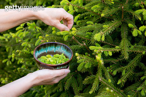 Close up view of woman person hand picking fresh young spruce tree ...