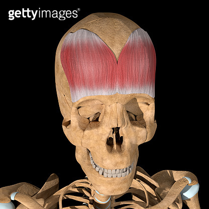 3d Illustration of the Frontalis Muscle on Skeleton (1336631679) 일러스트 ...