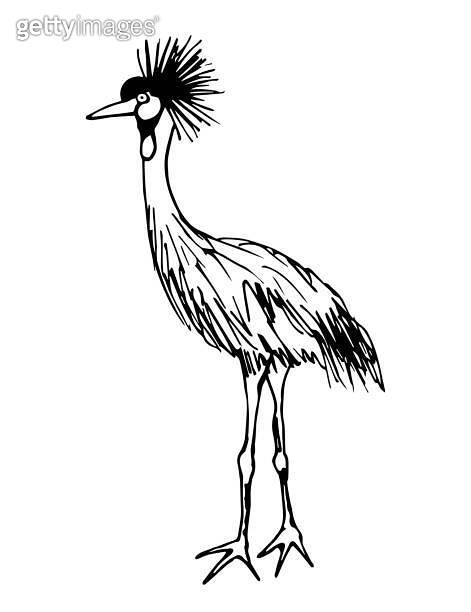 Simple hand-drawn vector drawing in black outline. Eastern crowned ...