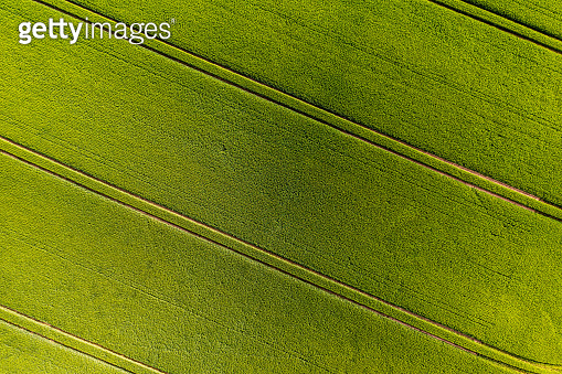 green agricultural field from above vith stripes 이미지 (1324092930) - 게티이미지뱅크
