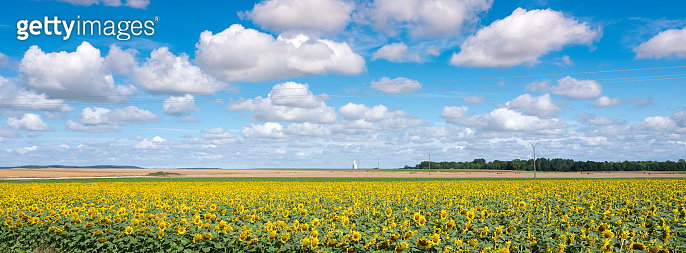 field with sunflowers under blue sky in french champagne ardennes ...