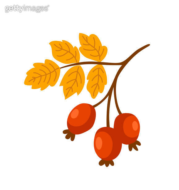 Rosehip branch with berries. Dog rose, rosa canina. Canker berries on a ...