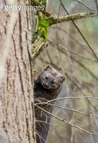 Fisher Climbing A Tree In the Wild 이미지 (1309495328) - 게티이미지뱅크