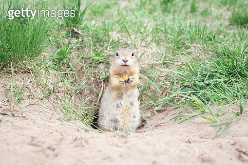 Wild gopher eating carrot. A groundhog sitting at its burrow on the ...