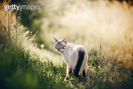 A Thai cat walks in the grass. A lost cat with a striped muzzle. 이미지 ...