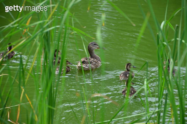 duck with little ducklings swimming in the pond and hiding in the reeds ...