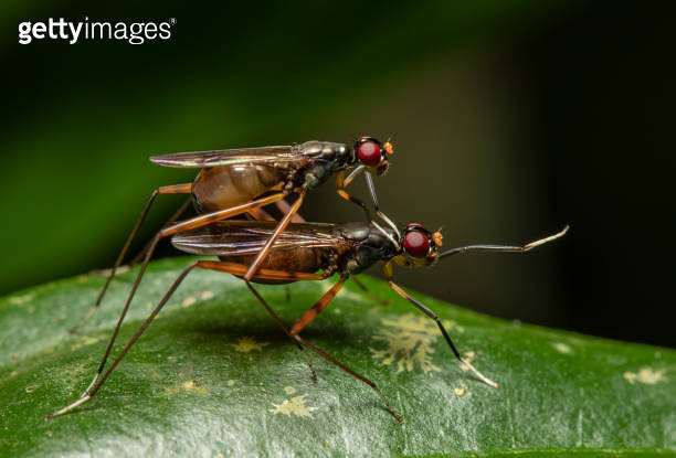 Mating insects 이미지 (1359931925) - 게티이미지뱅크