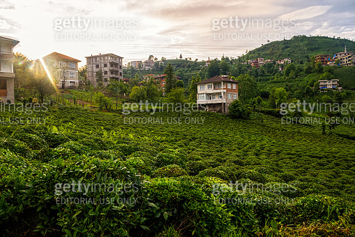 Tea plantation in the evening sun. Rize city in Turkey 이미지 (1326273752 ...