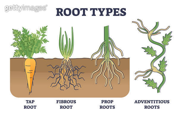 Root types examples in soil from side view in biological outline ...