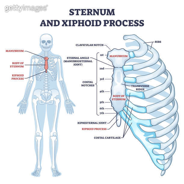 Sternum and xiphoid process with breastbone bone structure outline ...