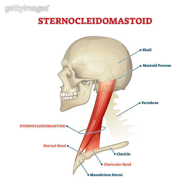 Sternocleidomastoid cervical muscle labeled educational anatomical ...