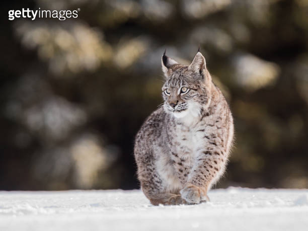 Eurasian lynx, a cub of a wild cat in the snow. Beautiful young lynx in ...