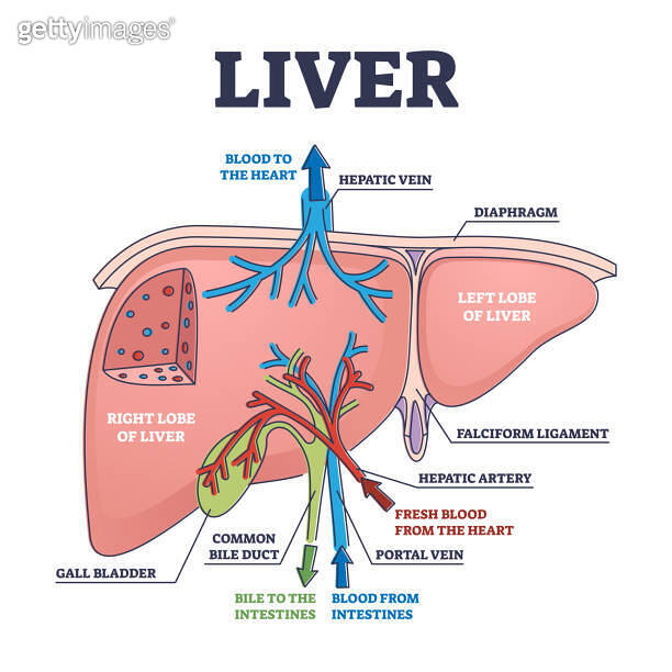 Liver structure and anatomical organ function explanation outline ...