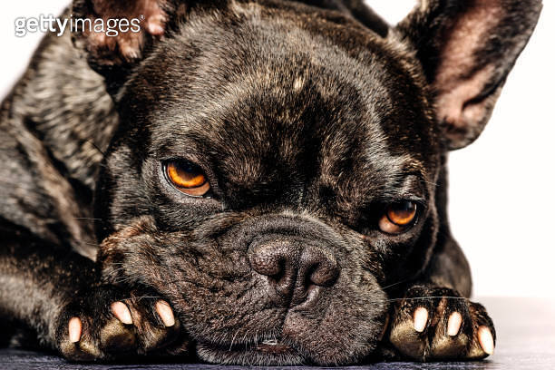 Grumpy French Bulldog on a White Background 이미지 (1331041810) - 게티이미지뱅크