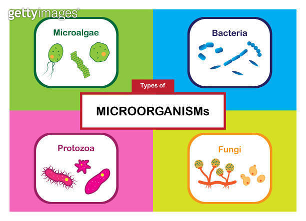 Microbiology present types of microorganism (bacteria, microalgae ...