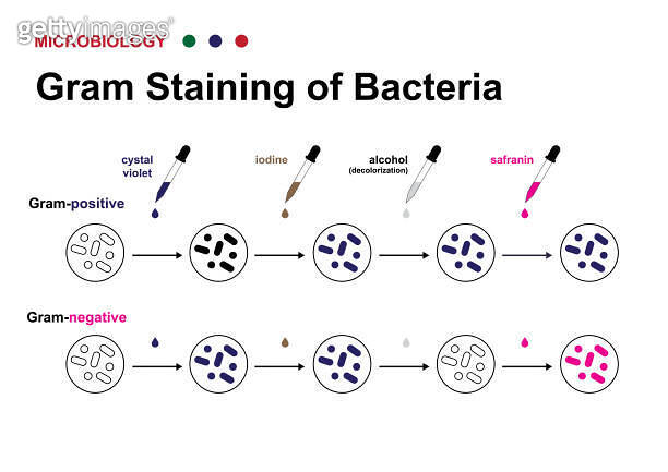 microbiology diagram show gram staining technique for identify gram ...