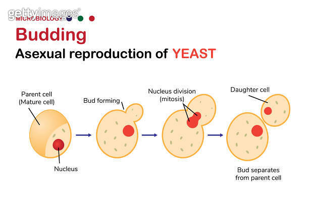 Microbiology diagram show step of budding in yeast as asexual ...