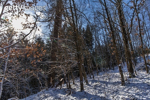 Spring morning. Winter landscape - frosty trees in snowy forest in the ...