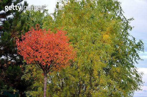 low tree comes from the family Rosaceae - pink and the genus Prunus ...