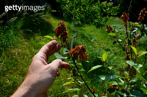 is a plant pathogen that is the causal agent of brown rot of stone ...