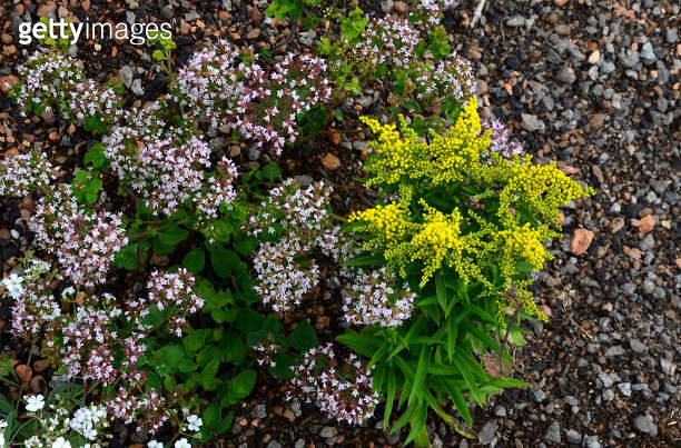 Easy, bushy, compact perennial. Green leaves. Yellow lath flowers ...