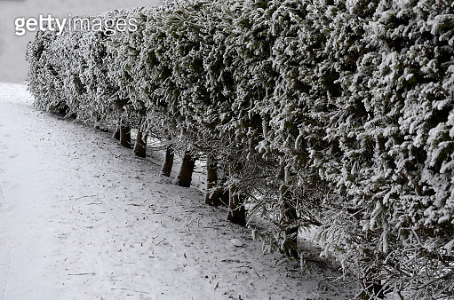 background, beautiful, beauty, bunch, bush, close, cone, detail ...