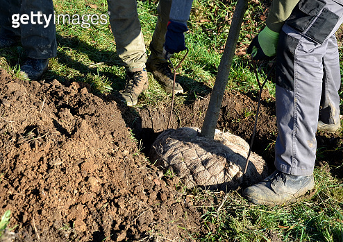 planting trees in an alley along a ditch by the road. trees in a row ...