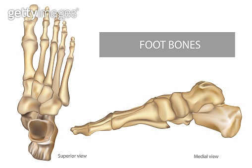 Anatomy Bones of the Feet. Orthotics for foot Superior view and Medial ...