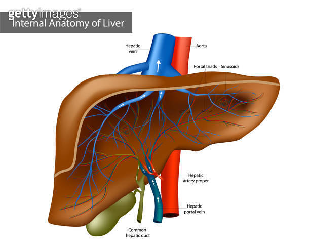 Internal Anatomy of Liver. Medical Illustration (1299618149) - 게티이미지뱅크