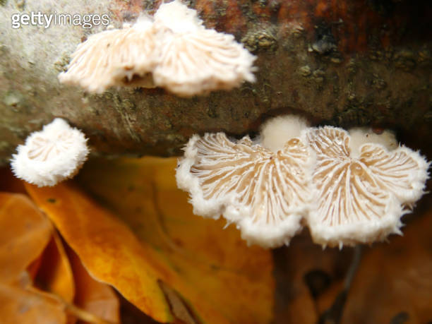Common Split-gill Mushroom (Schizopyllum commune) 이미지 (1352436241) - 게티 ...