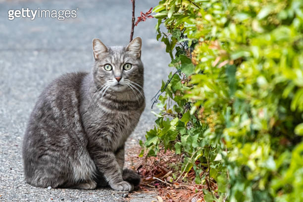 gray and white striped cat in an alley 이미지 (1337633660) - 게티이미지뱅크