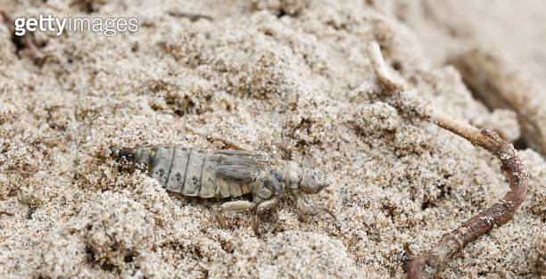 River Clubtail Dragonfly (Gomphus flavipes) Larva (1327784444) - 게티이미지뱅크