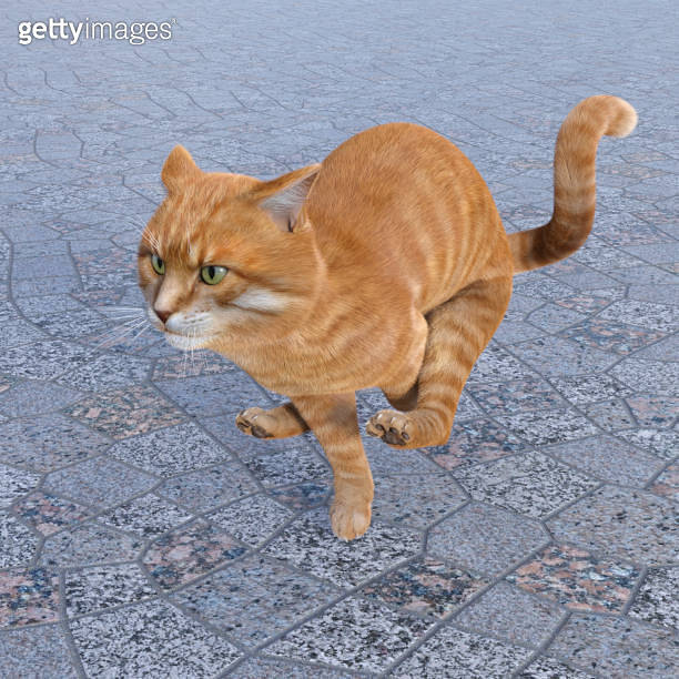 Red cat running on granite background 이미지 (1357725725) - 게티이미지뱅크
