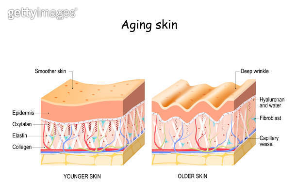 Aging skin. comparison and difference between older and younger skin ...