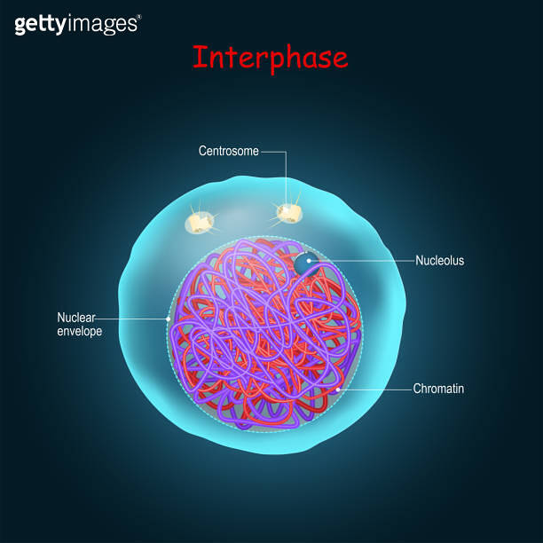 Interphase. Stage of cell division (1313009471) 일러스트, 무료 일러스트 - 게티이미지뱅크