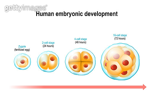 Human embryonic development. 이미지 (1299796659) - 게티이미지뱅크