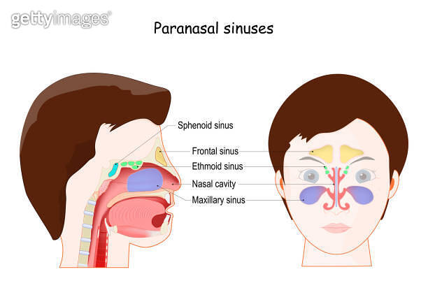 Paranasal sinuses. frontal view and Lateral projection (1343851071 ...
